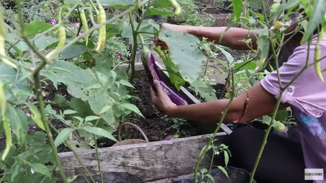 Berkunjung ke Kebun Keluarga Andrew Kalaweit Si Tarzan Kalimantan, Bisa ...