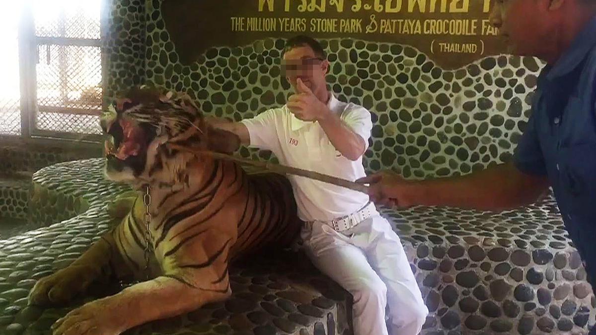PHOTO: Kejam! Petugas Kebun Binatang di Thailand Paksa Harimau Mengaum ...