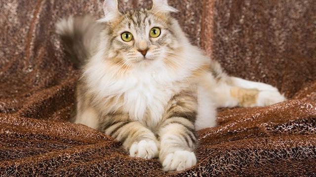 Ini Dia 10 Ras Kucing Termahal di Dunia Tahun 2021 - Hot Liputan6.com