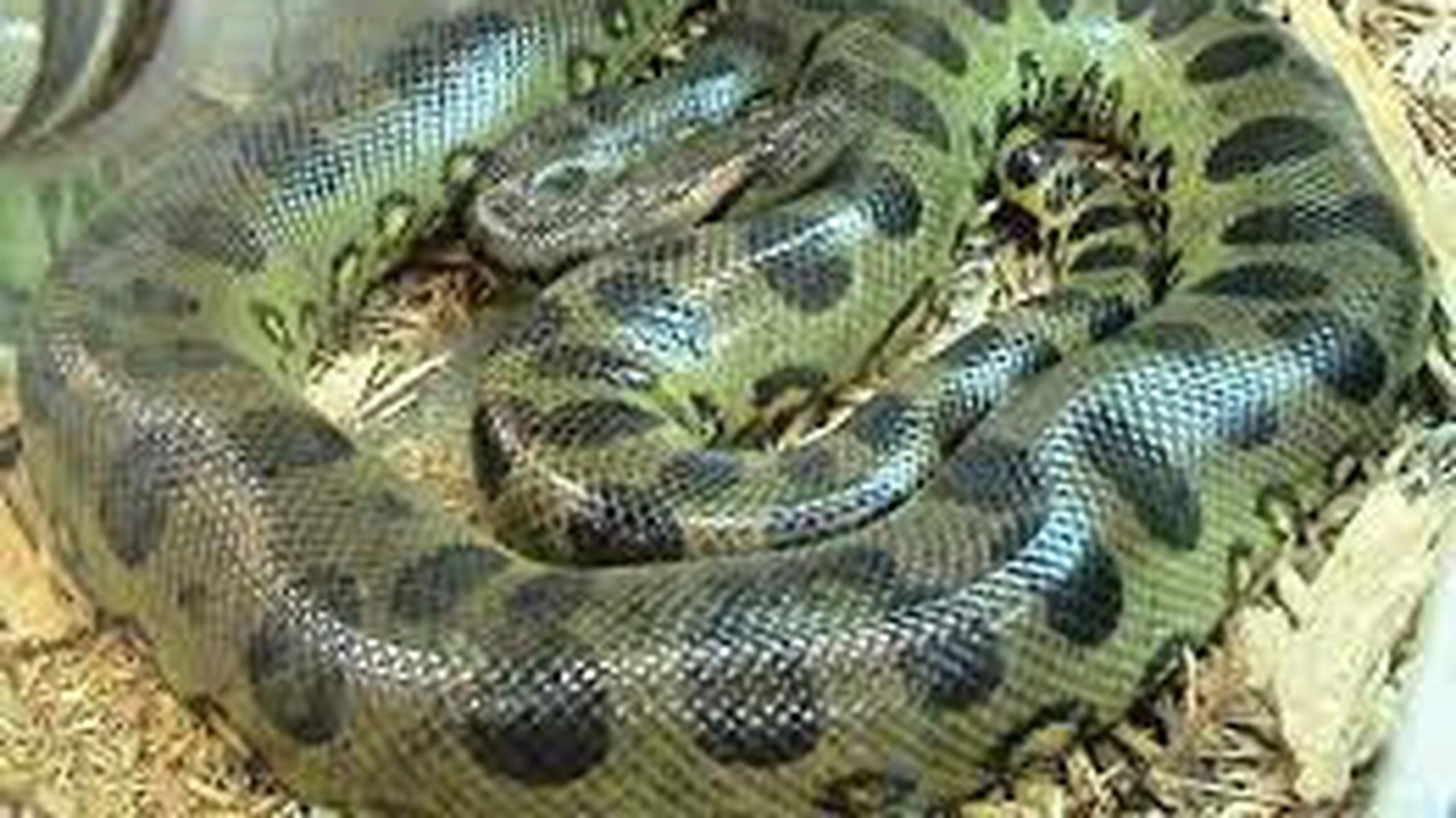 Misteri Anaconda Raksasa: Ular Terbesar dengan Panjang 10 Meter dan ...