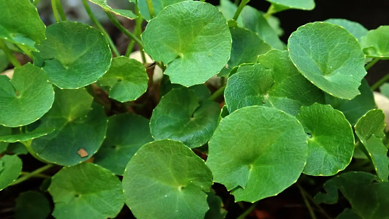 Manfaat Daun Herbal yang Jarang Diketahui, Kontrol Gula Darah dan ...