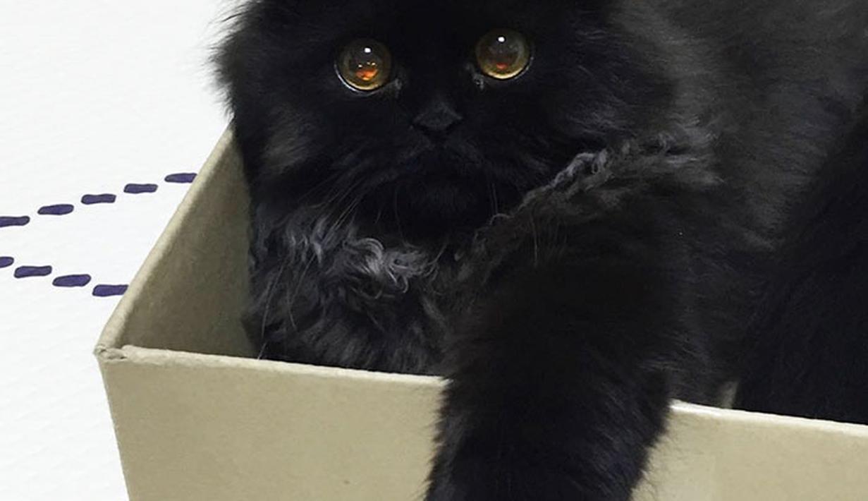 Potret Cakep Gimo: Kucing Dengan Mata Super Besar dan Bulat - Photo ...