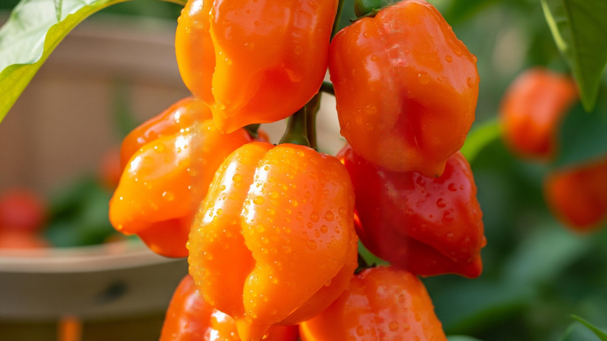Cara Masak Cabe Gendot agar Tidak Pedas, Ternyata Bisa Jadi Menu ...