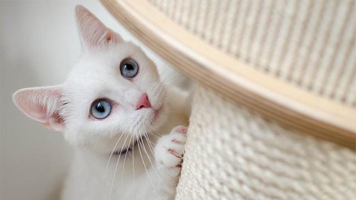 Berita Komunitas Tasikmalaya Peduli Kucing Hari Ini - Kabar Terbaru ...