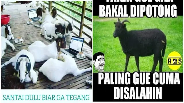 12 Meme Kurban Idul Adha Lucu, Menyamar Untuk Menghindari Nasib - Hot ...