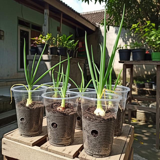 Cara Berkebun Bawang Daun di Cup Plastik Bekas Minuman, Mudah dan Ramah ...