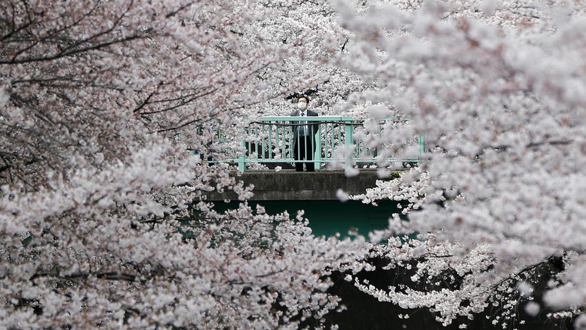 Musim Semi di Jepang, Saatnya Lihat Bunga Sakura - Foto Liputan6.com