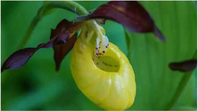 Daftar Bunga Paling Langka dan Unik, Bunga Bangkai Asli Indonesia Salah ...