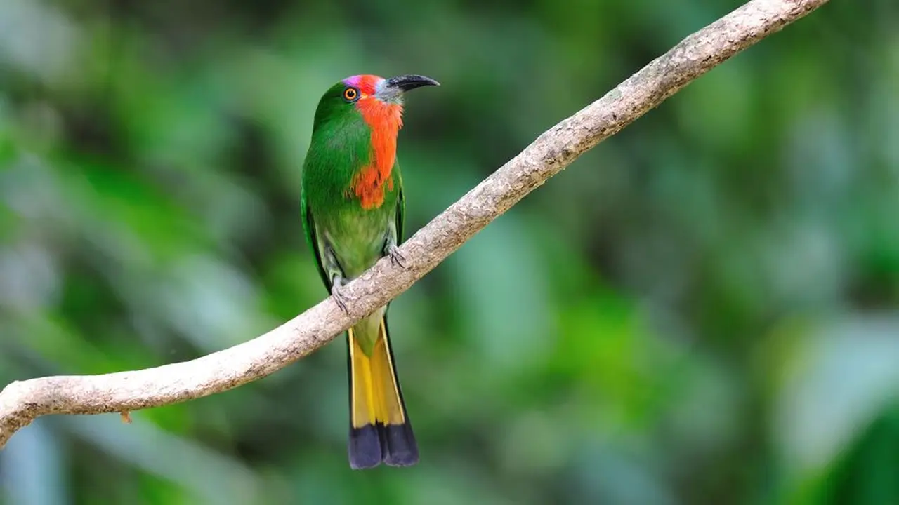 Keindahan dalam Sayap, Ini 32 Burung dengan Warna Paling Menakjubkan di ...
