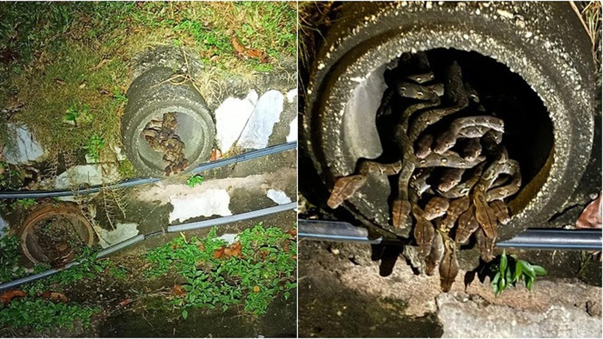 28 Bayi Ular Piton Ditemukan di Saluran Air Bersama Induknya, Bikin ...