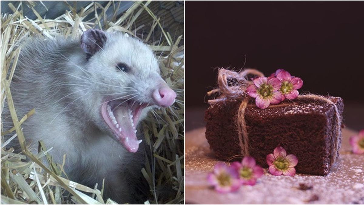 Seekor Opossum Dibawa ke RS Usai Melahap Kue Cokelat, Ternyata ...