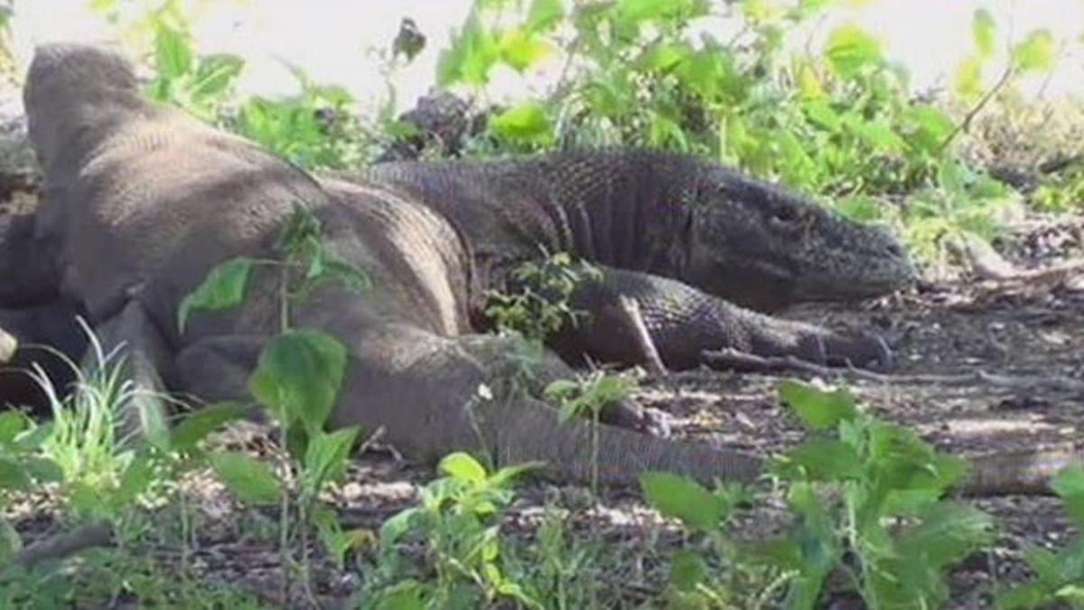 Melancong ke Pulau Rinca, Habitat Asli Komodo - News Liputan6.com