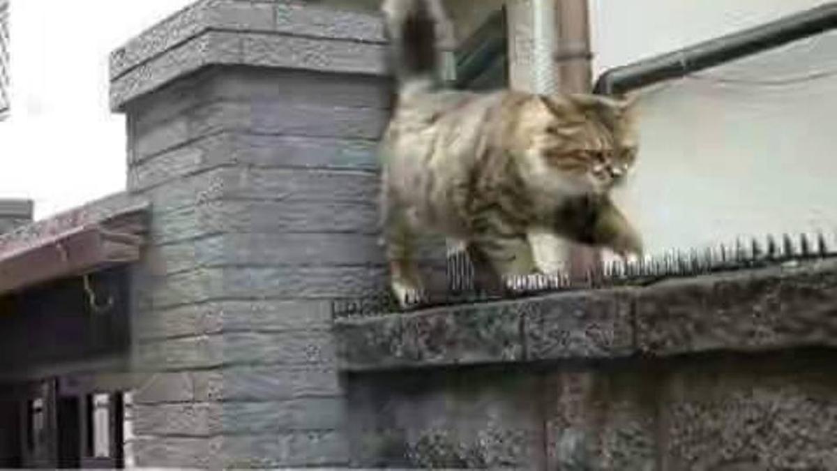 Hendak Bertemu Kekasih, Kucing Ini Lewati 'Ribuan' Paku