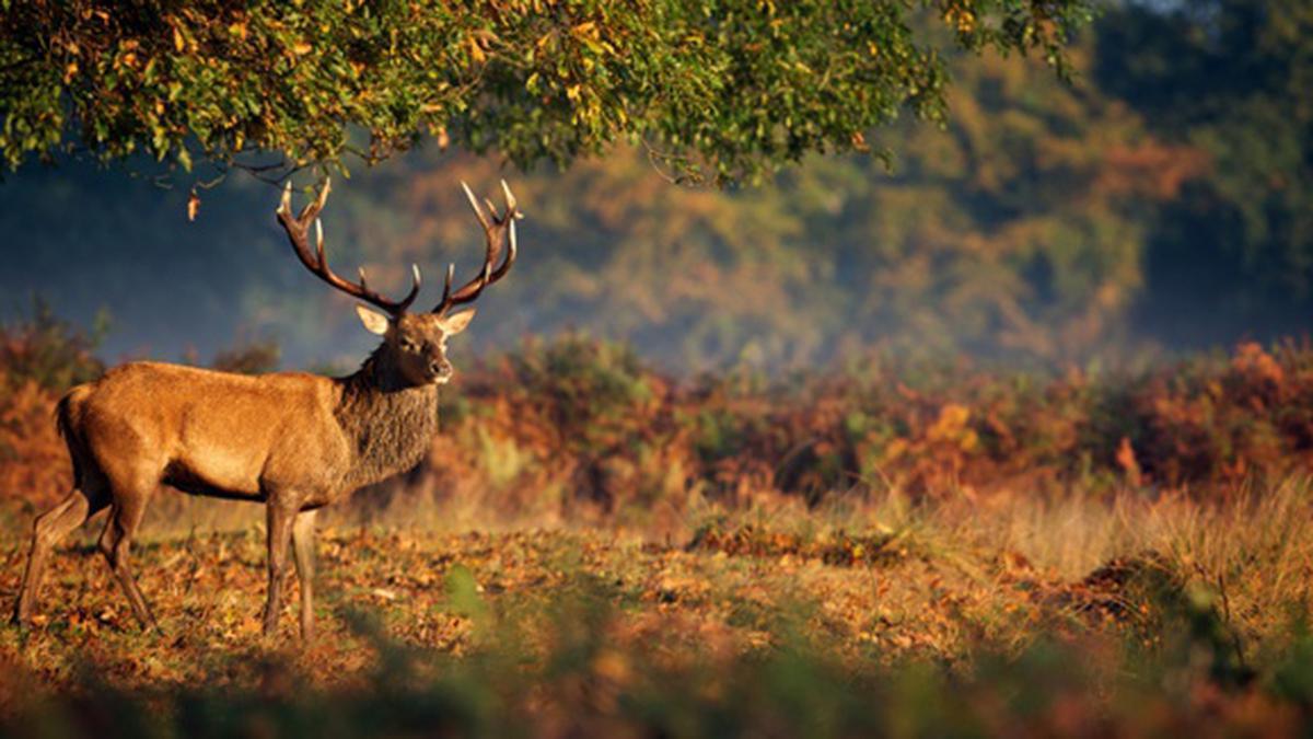 Tes Mata, Bisakah Kamu Temukan Seekor Rusa di Foto Ini?