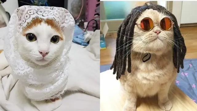 6 Foto Kucing Berdandan Ini Kocak, Bikin Geleng Kepala - Hot Liputan6.com