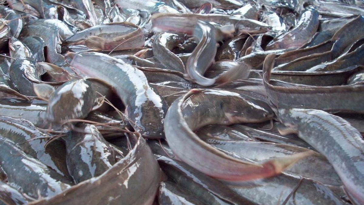 Muatan ikan lele tumpah, Cikarang ke Jakarta macet panjang - Berita ...