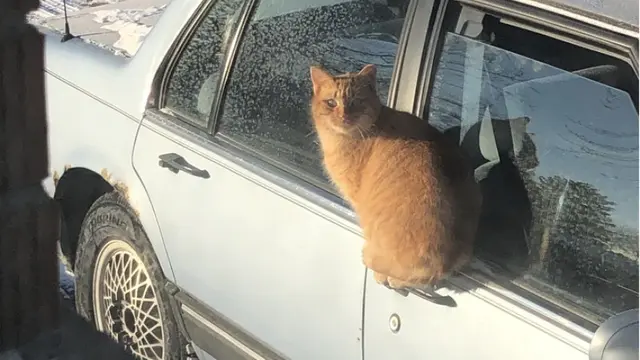 8 Tingkah Nyeleneh Kucing yang Bikin Geleng-Geleng Kepala - Citizen6 ...