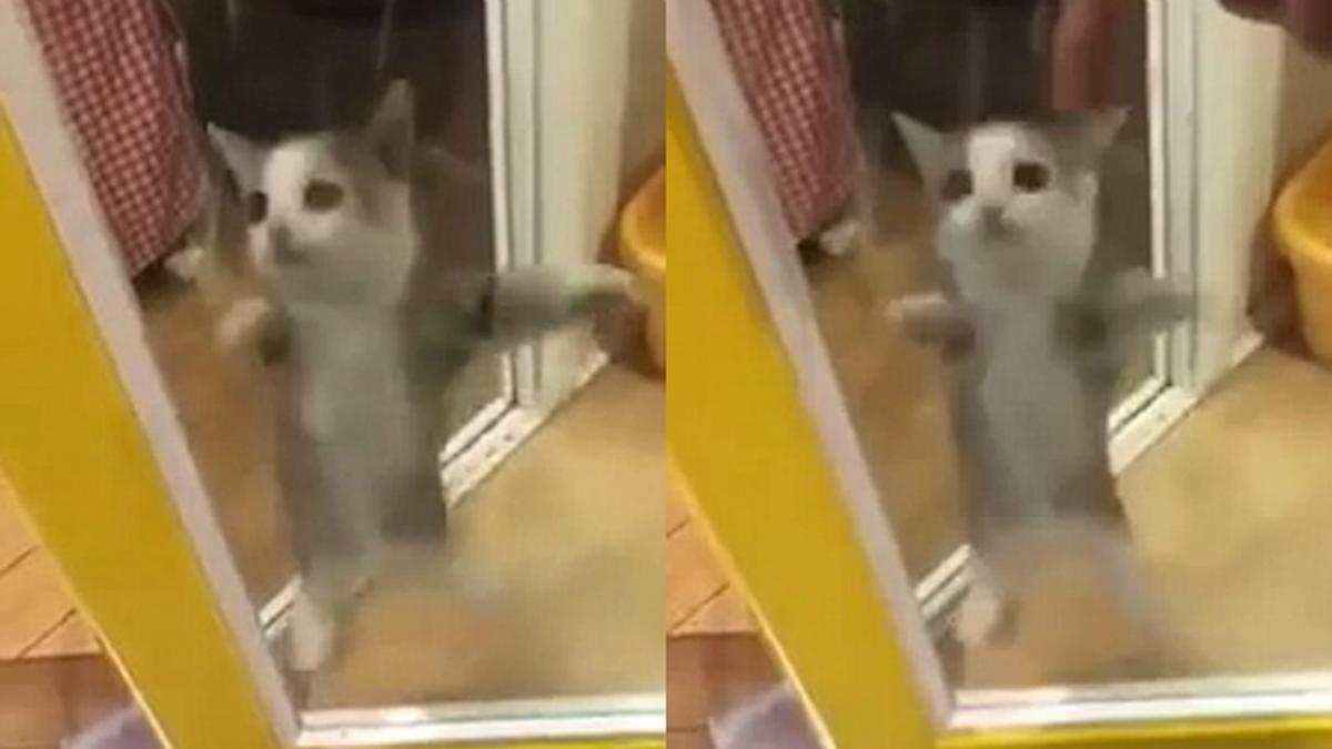 Kucing Ini Bisa Melompat Sambil Bertepuk Tangan - Global Liputan6.com