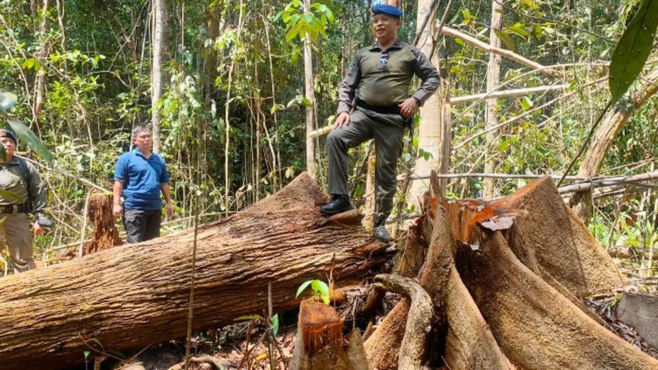 Illegal Logging Adalah Pembalakan Liar, Ini Sanksi dan Dampak Serius ...