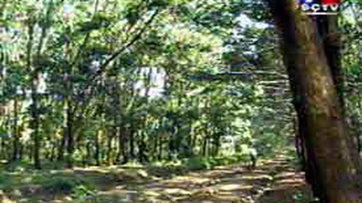 Reboisasi Hutan Dinilai Keliru - News Liputan6.com