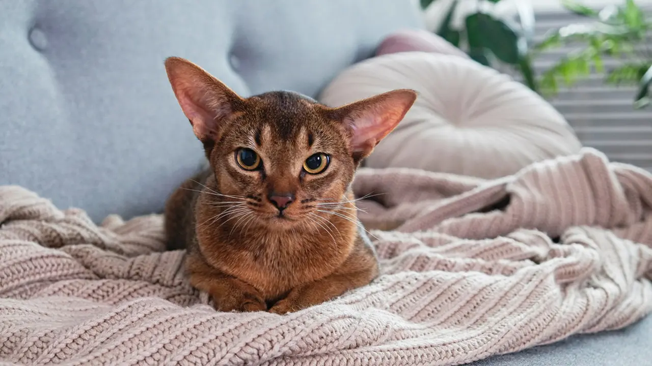 Tak Kalah Cantik, Ini 5 Warna Bulu Kucing yang Dianggap Langka ...