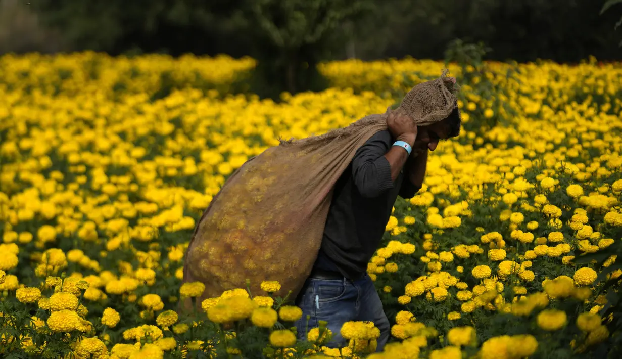 Memanen Bunga Marigold di India Jelang Festival Diwali - Foto Liputan6.com