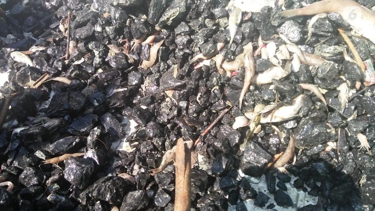 Jokowi Hapus Limbah Batu Bara dari Kategori Berbahaya dan Beracun - News Liputan6.com