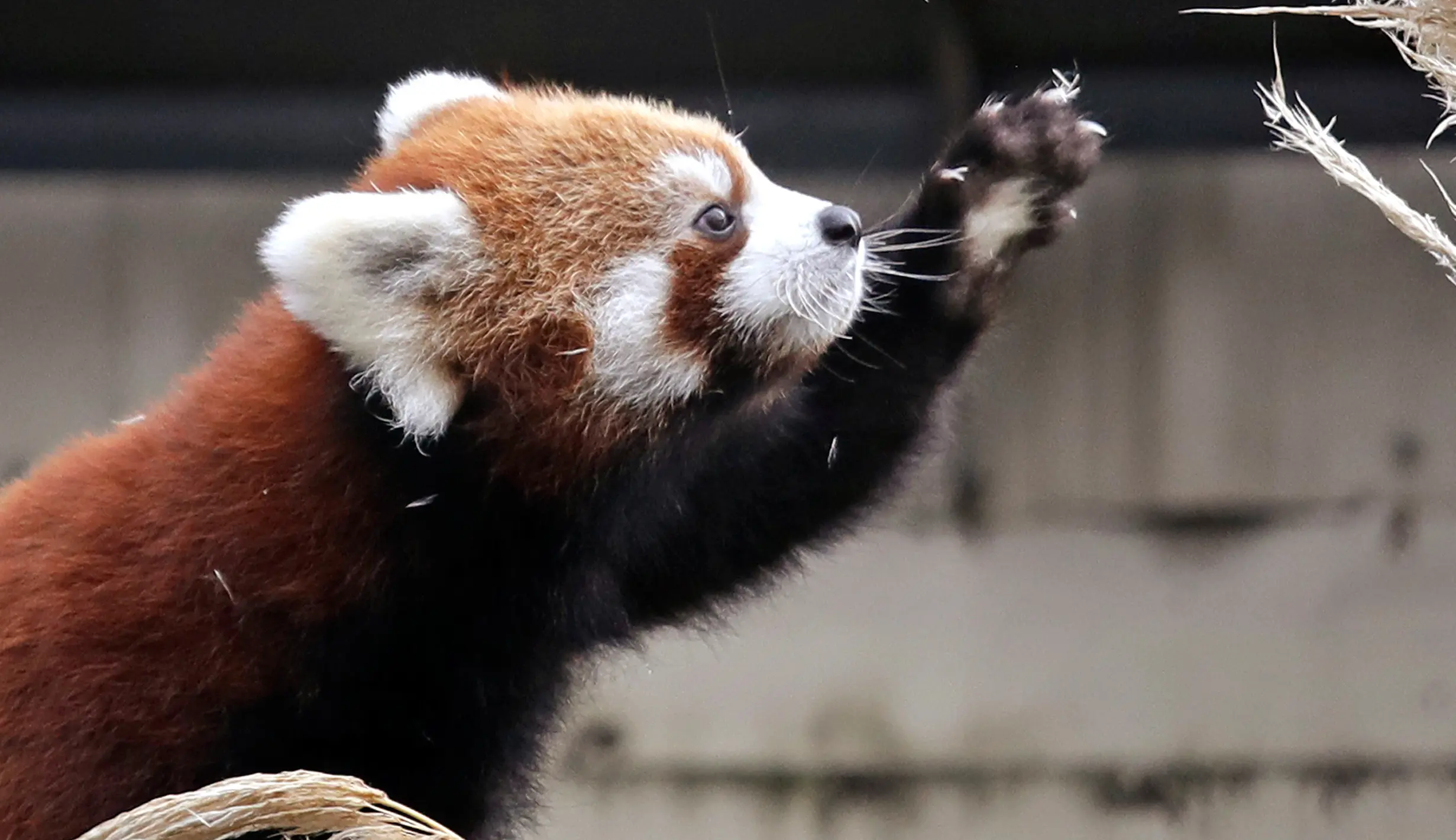 FOTO: Menggemaskannya Bayi Kembar Panda Merah yang Lahir di Seattle ...