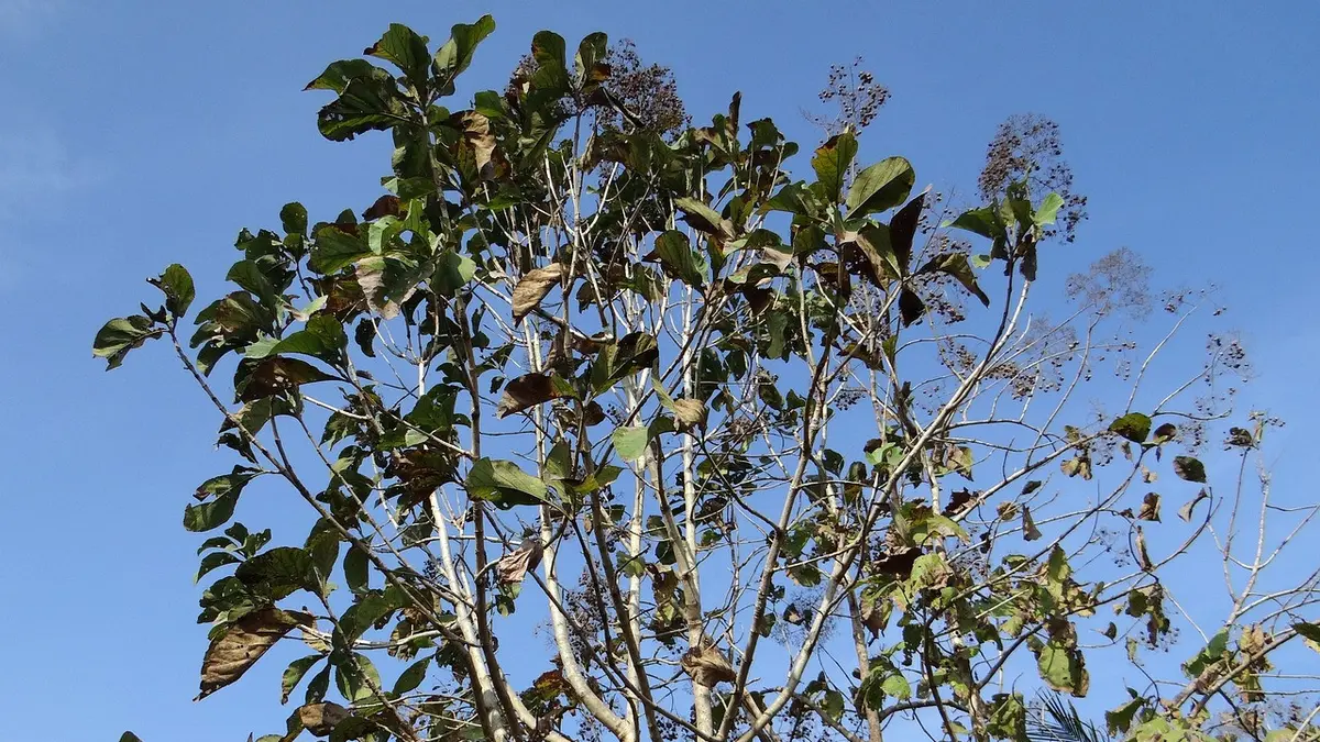 Berita pohon jati Terbaru - Kabar Terbaru Hari Ini | Bola.com