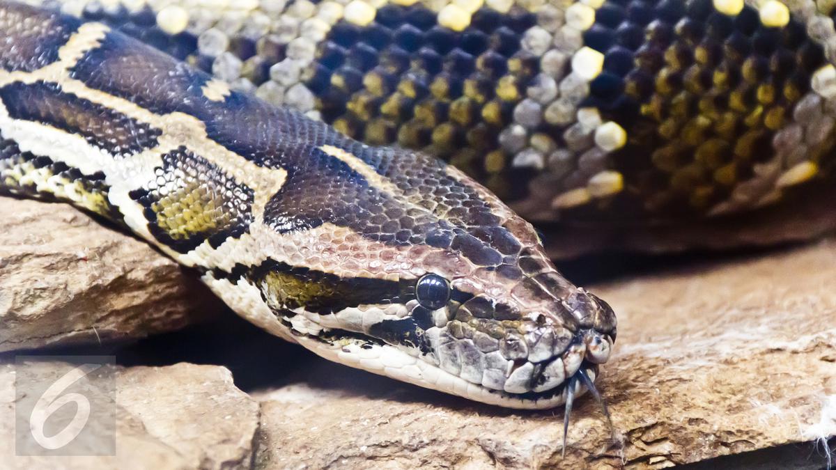 Unggah Gambar 'Ular Raksasa Penyebab Gempa Bumi', Pria China Diringkus ...