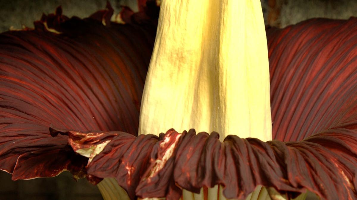 Bunga Bangkai Raksasa di Sydney Akan Mekar untuk Pertama Kali dalam 15 ...