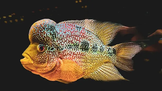 Arti Mitos Memelihara Ikan Lou Han menurut Feng Shui - Ragam Bola.com