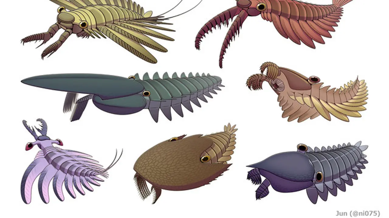 Titanokorys Gainesi, Fosil 'Raksasa' Berusia 500 Juta Tahun yang ...