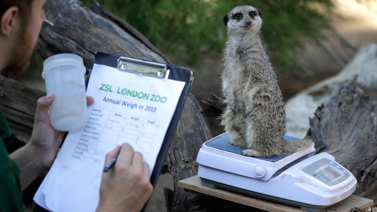 FOTO: Penimbangan Tahunan Para Hewan di Kebun Binatang London - Foto ...