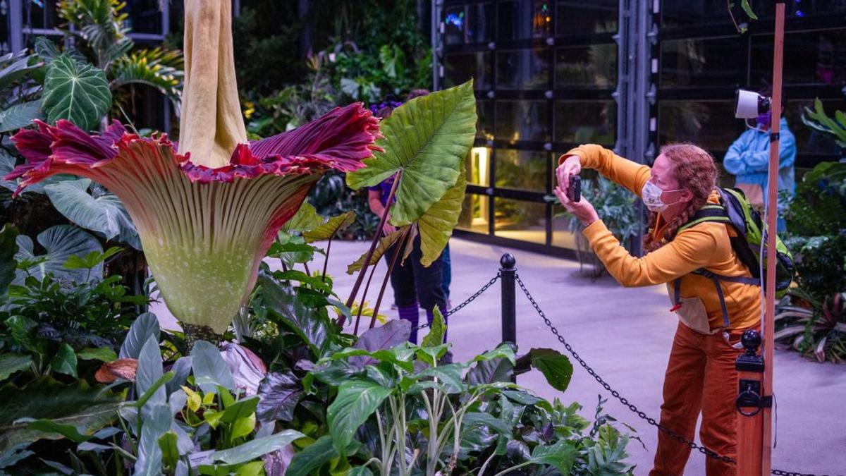 Bunga Bangkai Langka Asli Sumatra Mekar di San Diego California ...