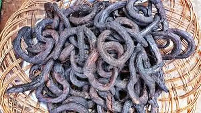 Cara Beternak Belut Tanpa Lumpur, Ketahui Metode dan Keuntungannya ...