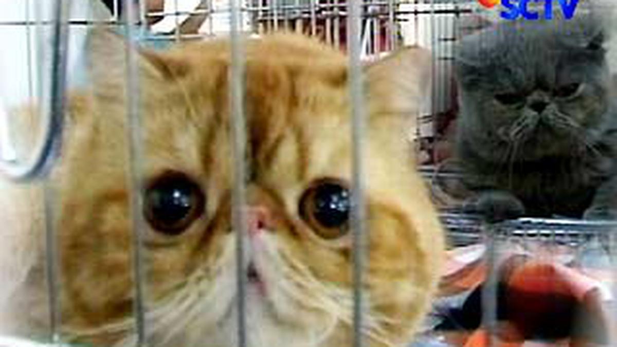 Kucing Persia yang Istimewa