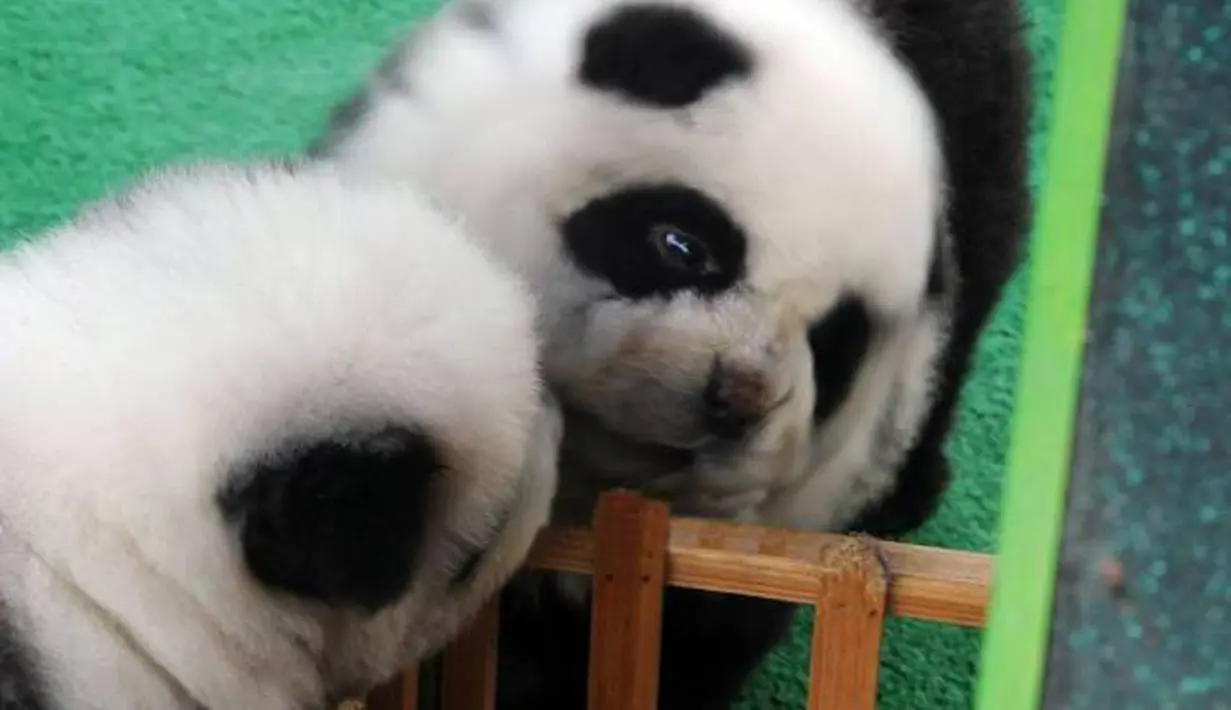 Ini Anjing Atau Panda Ya? - Photo Fimela.com
