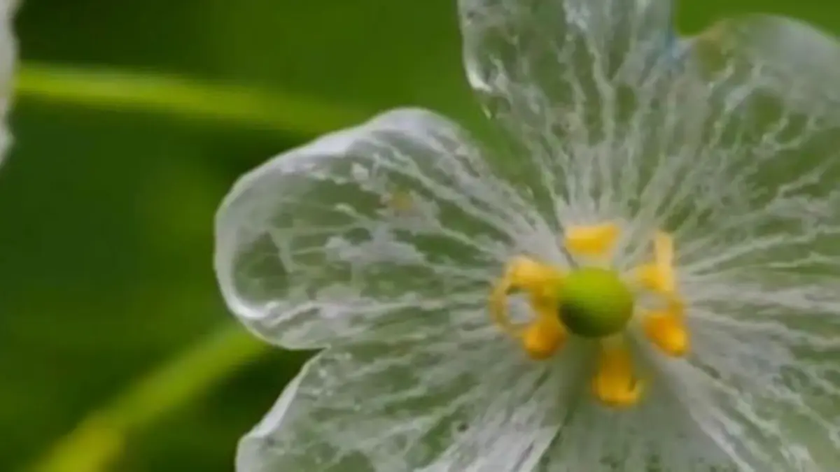 Berita Skeleton Flower Hari Ini - Kabar Terbaru Terkini | Liputan6.com