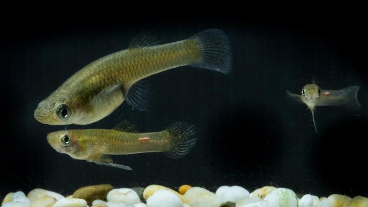 Peluang Usaha Ternak Ikan Cere Modal Cari di Sungai, Bisnis Sederhana ...