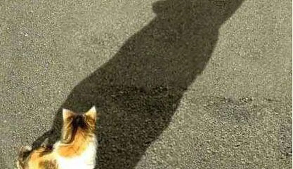 Foto Bayangan Ini Bikin Bengong: Beda Jauh Sama Benda Aslinya - Photo ...