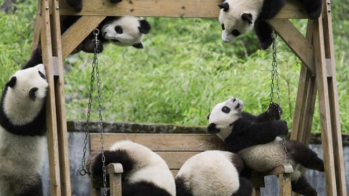 Bayi Panda di China Ini Lahir Lewat Metode Baru - News Liputan6.com