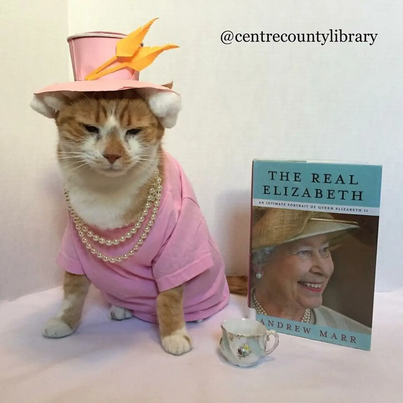 10 Potret Kucing Cosplay Jadi Ikon Sastra dan Film, Bikin Gemas ...