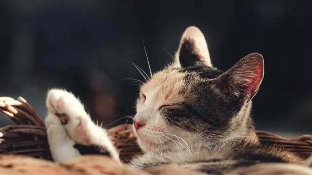 Sterilisasi Kucing Gratis untuk Warga DKI Jakarta, Cek Jadwal dan ...