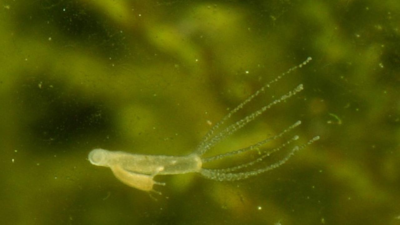 Hydra Berkembang Biak dengan Cara? Simak Penjelasannya