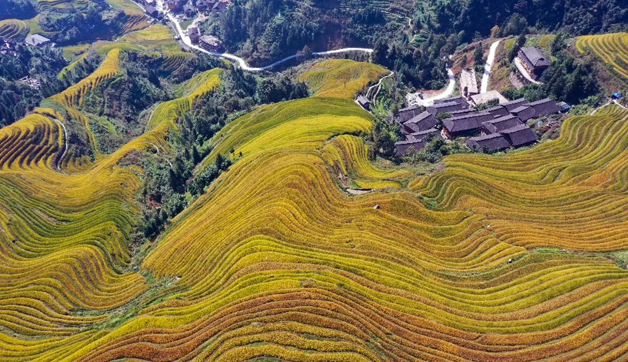 FOTO: Pemandangan Indah Sawah Terasering di Guangxi - Foto Liputan6.com