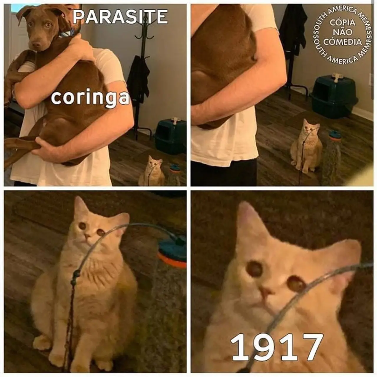 Bikin Ngakak, Ini 6 Meme Parasite Menang Piala Oscar 2020 - ShowBiz ...