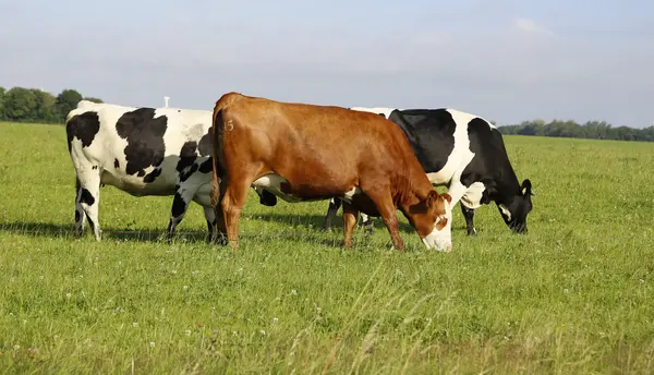 Arti "Vibes" dalam Bahasa Gaul, Pengertian, Penggunaan, dan Contohnya ...