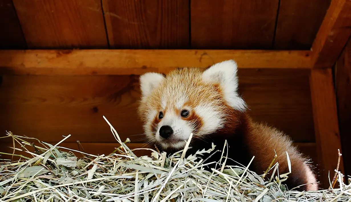FOTO: Lucunya Bayi Panda Merah yang Lahir di Prancis - Foto Liputan6.com