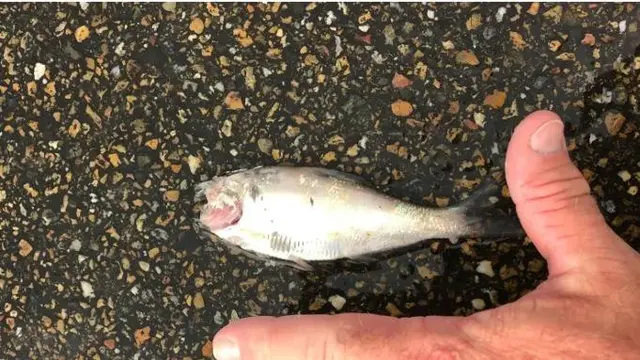 Viral Fenomena Langka Hujan Ikan yang Menghebohkan, Bukan Pertama Kali